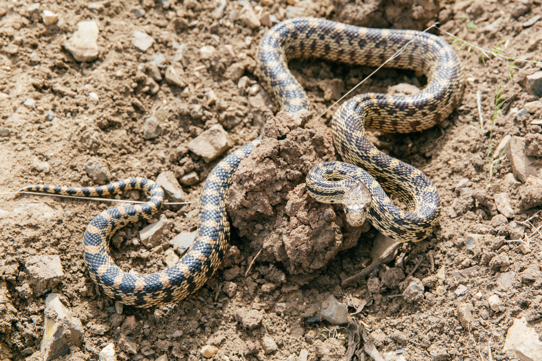 Rolling Hills and Snakes: AWOL on the Oregon Outback – Day 03 – John ...