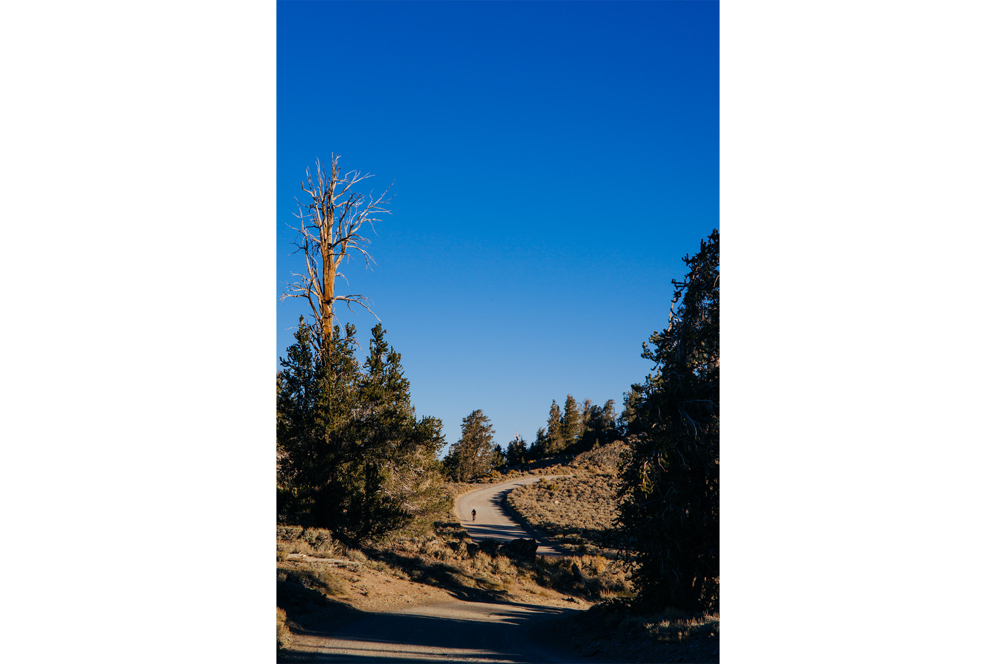 Cycling Up White Mountain Peak in the Inyo National Forest – John ...