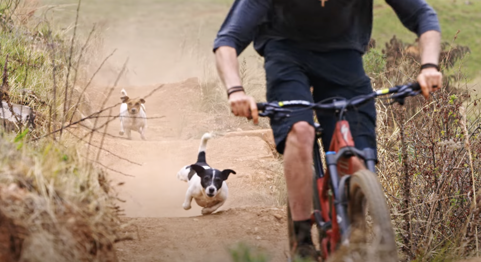 A Dog’s Tale | The Radavist | A group of individuals who share a love ...