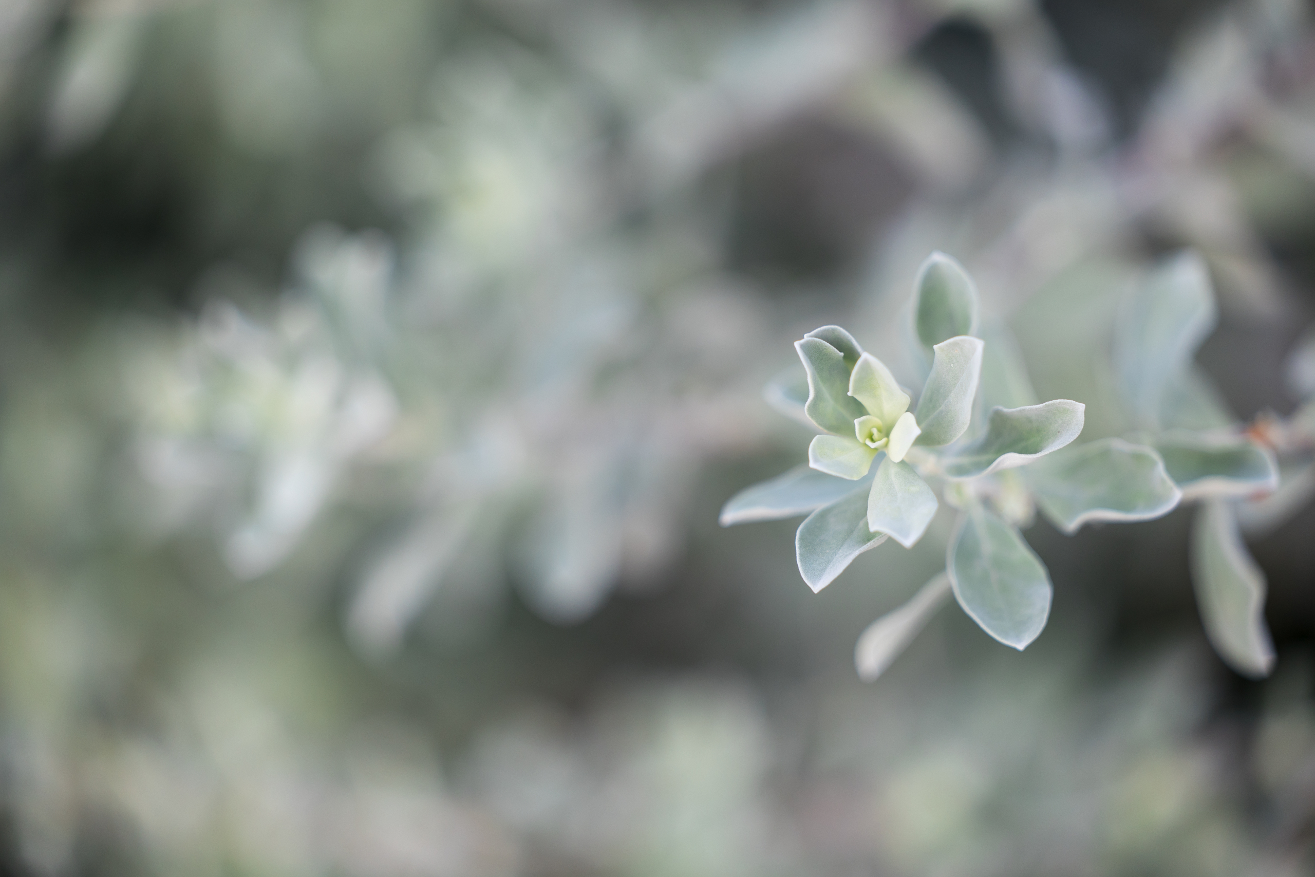 David Figueroa’s Custom Condor Cycles Stainless Super Acciaio Road ...