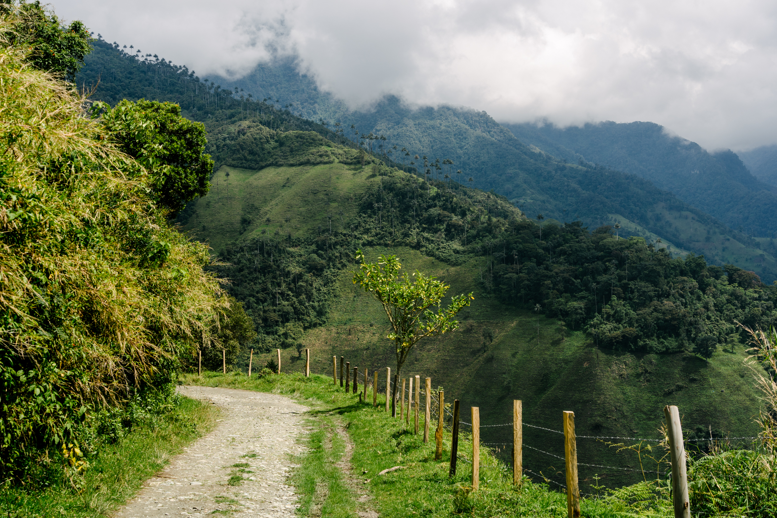 The Adventures of Paisa the Colombian Mountain Pup – Ryan Wilson | The ...