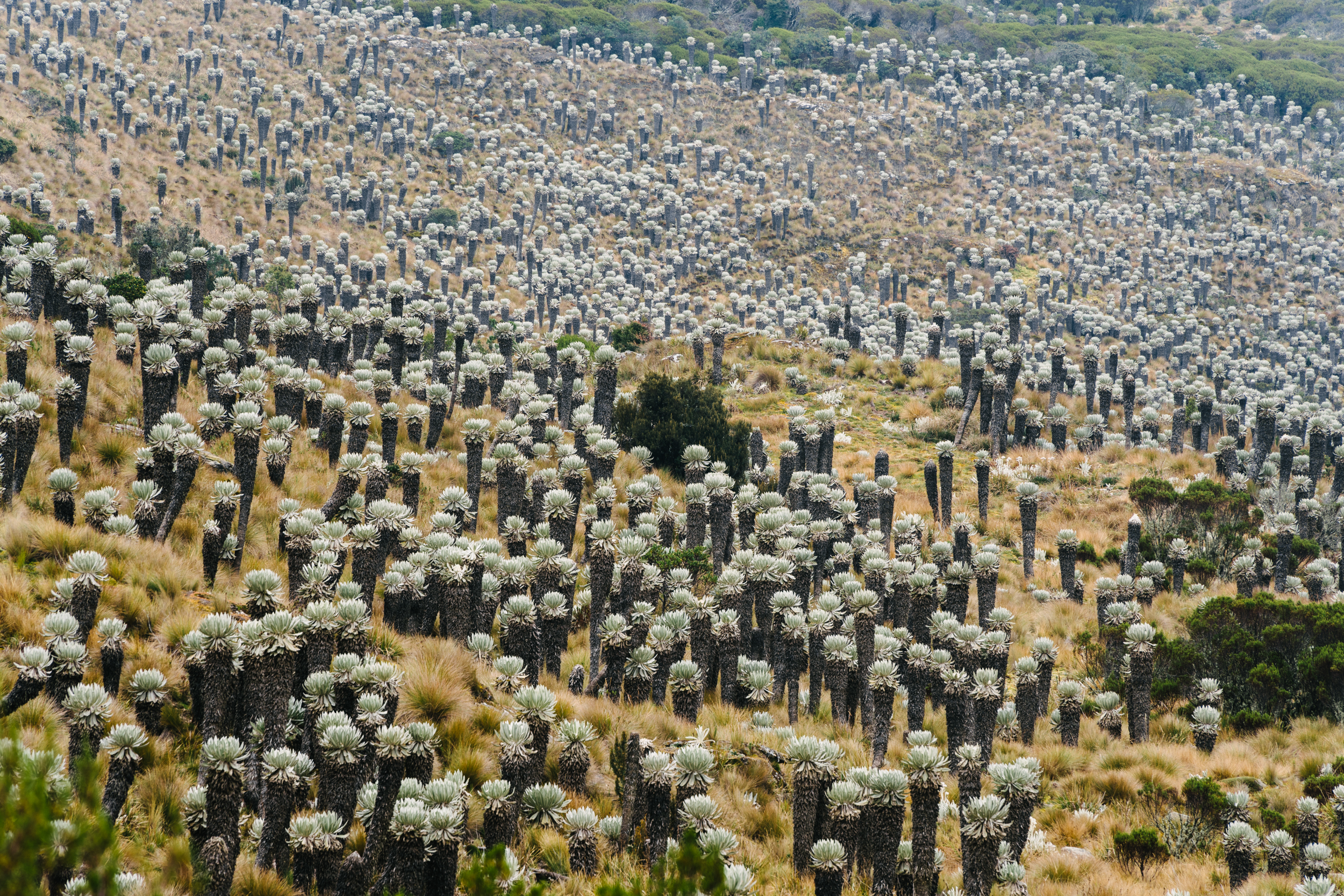 Pedaling in Páramos: A Ride Along Colombia’s “Oh Boyacá!” Route – Ryan ...