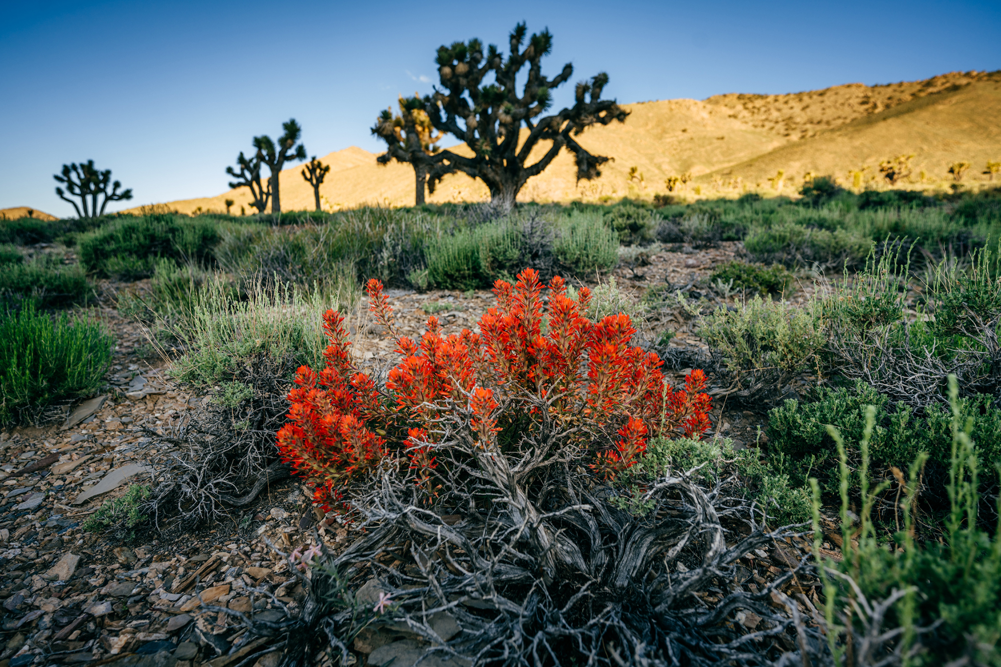 Island in the Sky: Protect Conglomerate Mesa – We Need Your Help! | The Radavist | A group of ...