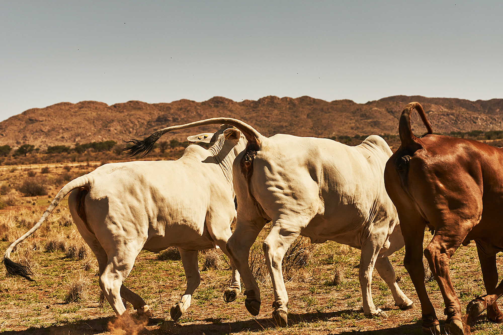VIDEO: We’ve Got Lions – ONGUZA and Ben Ingham 2024 Launch | The ...