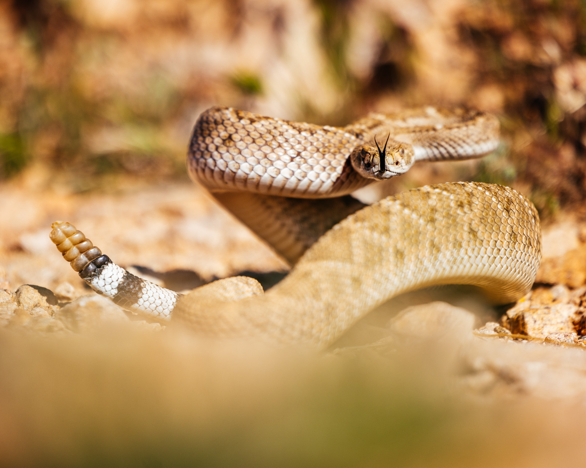 Tips for Bike Ride Safety in Rattlesnake Habitat: It’s Snakesgiving in ...