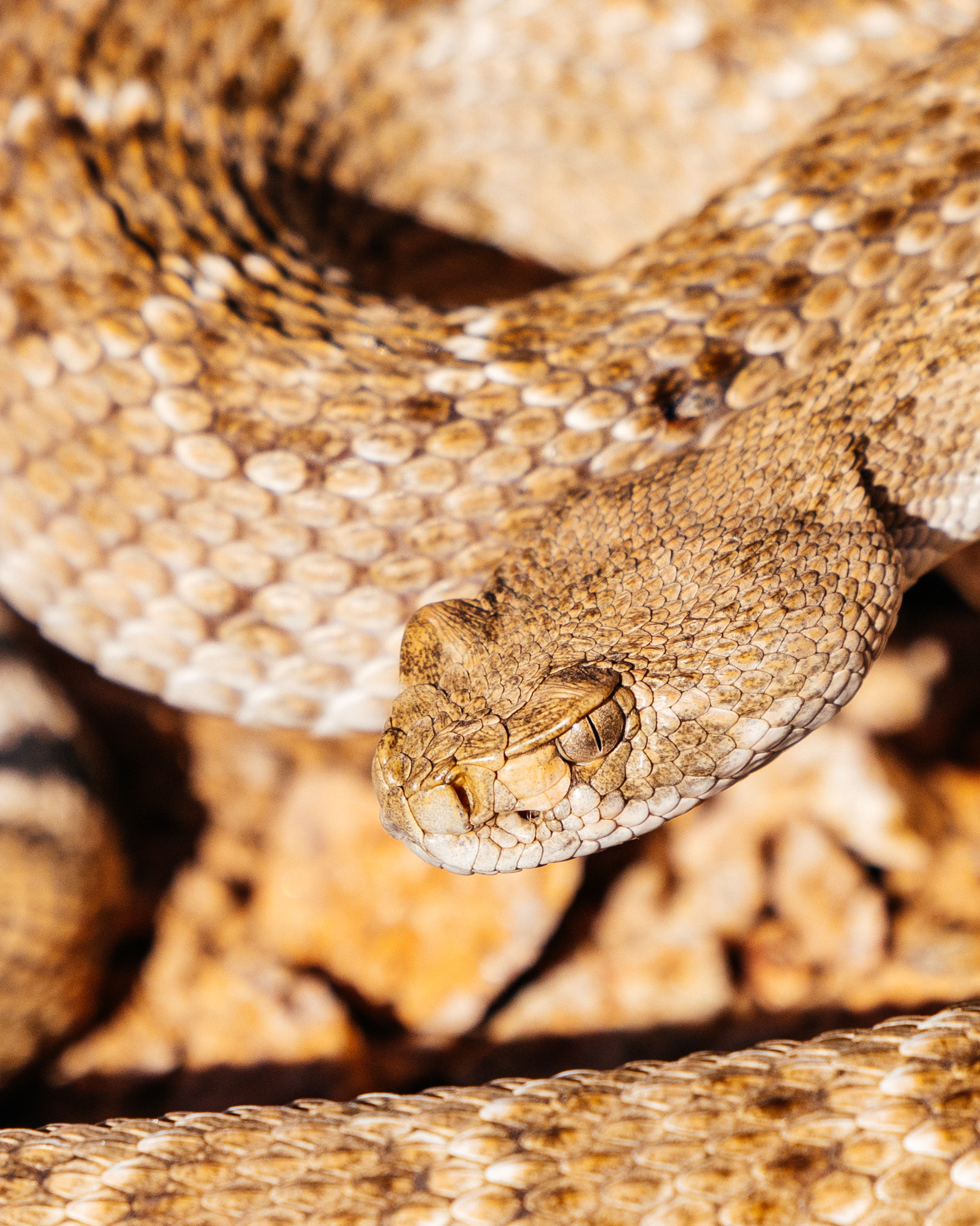 Tips for Bike Ride Safety in Rattlesnake Habitat: It’s Snakesgiving in ...