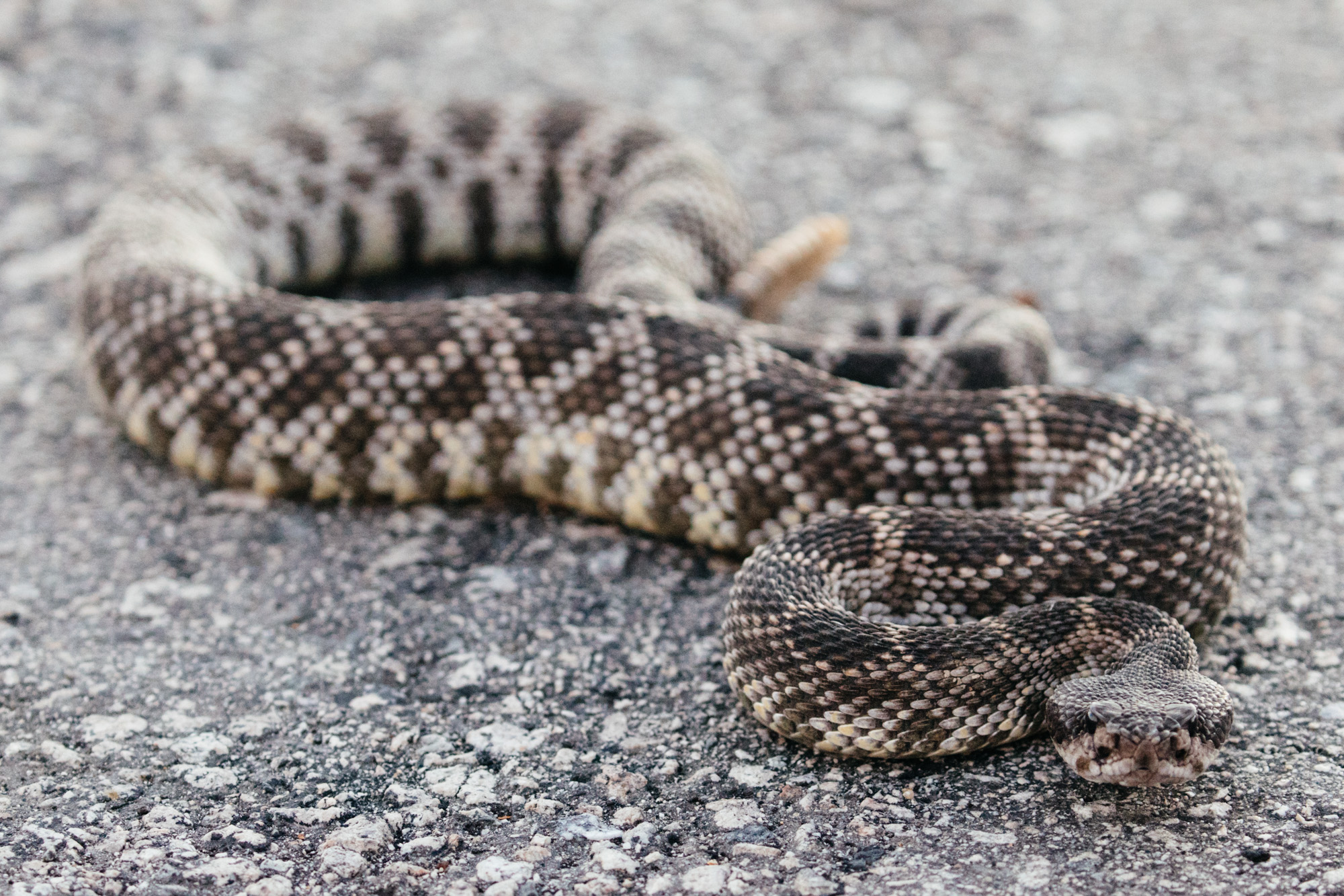 Tips for Bike Ride Safety in Rattlesnake Habitat: It’s Snakesgiving in ...