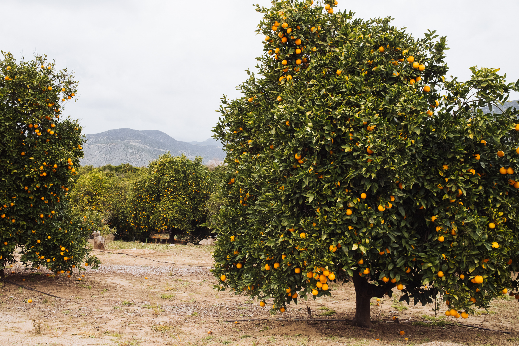 Redlands Strada Rossa: A Decade of Conservation – Brandon Pfaff | The ...