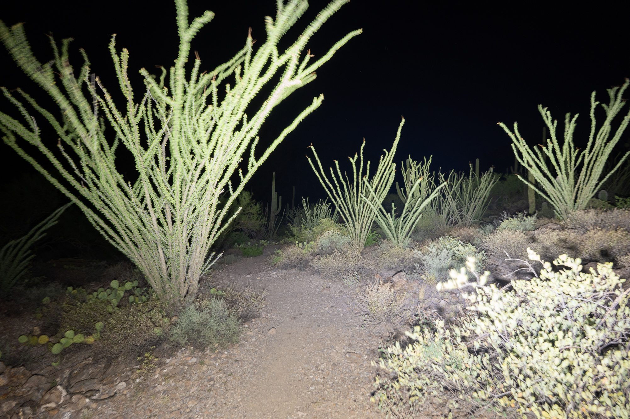 Testing Custom Outbound Lighting Monochromatic Bike Lights: A Fool’s ...